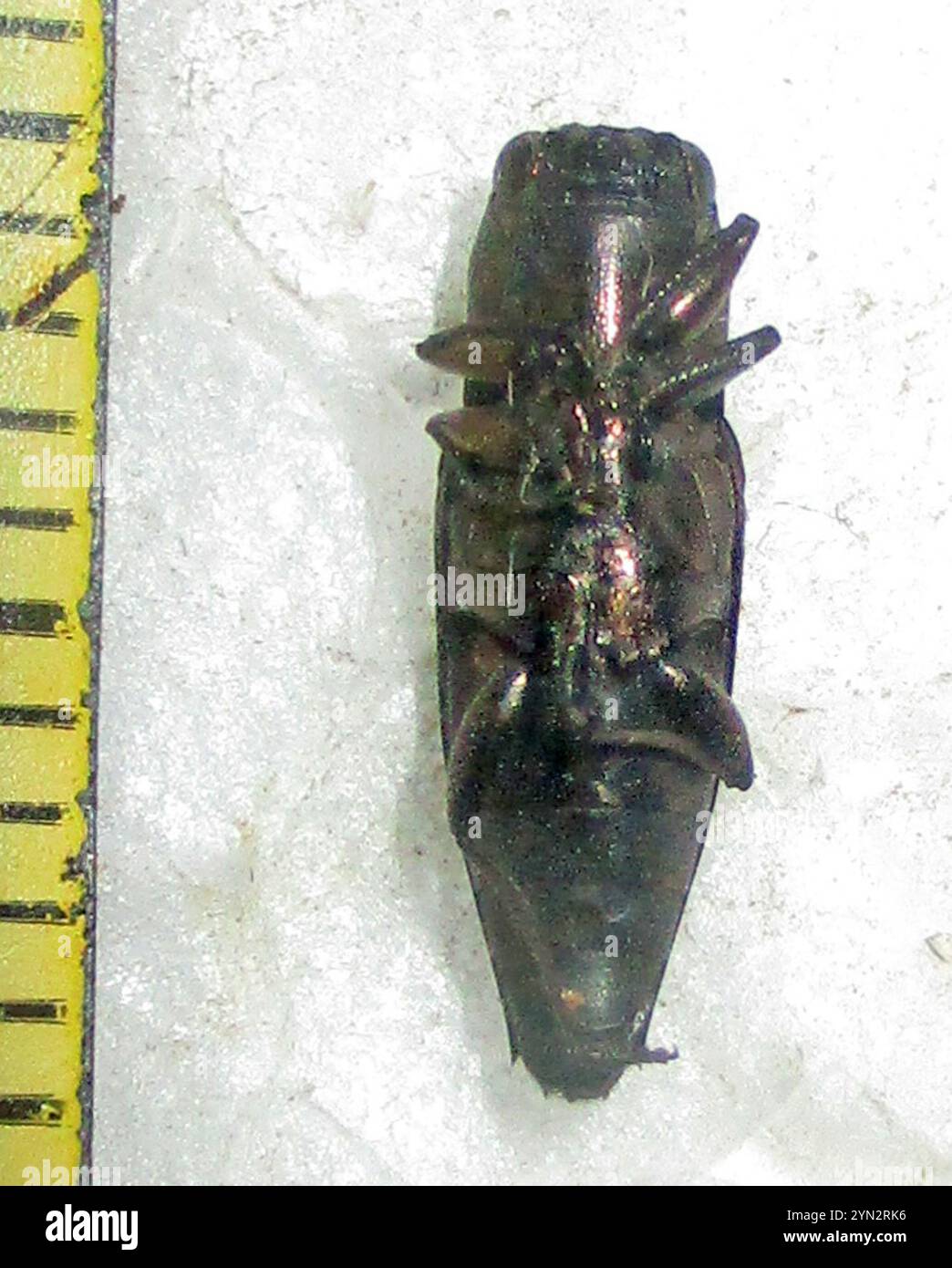 Sphenoptera hi-res stock photography and images - Alamy