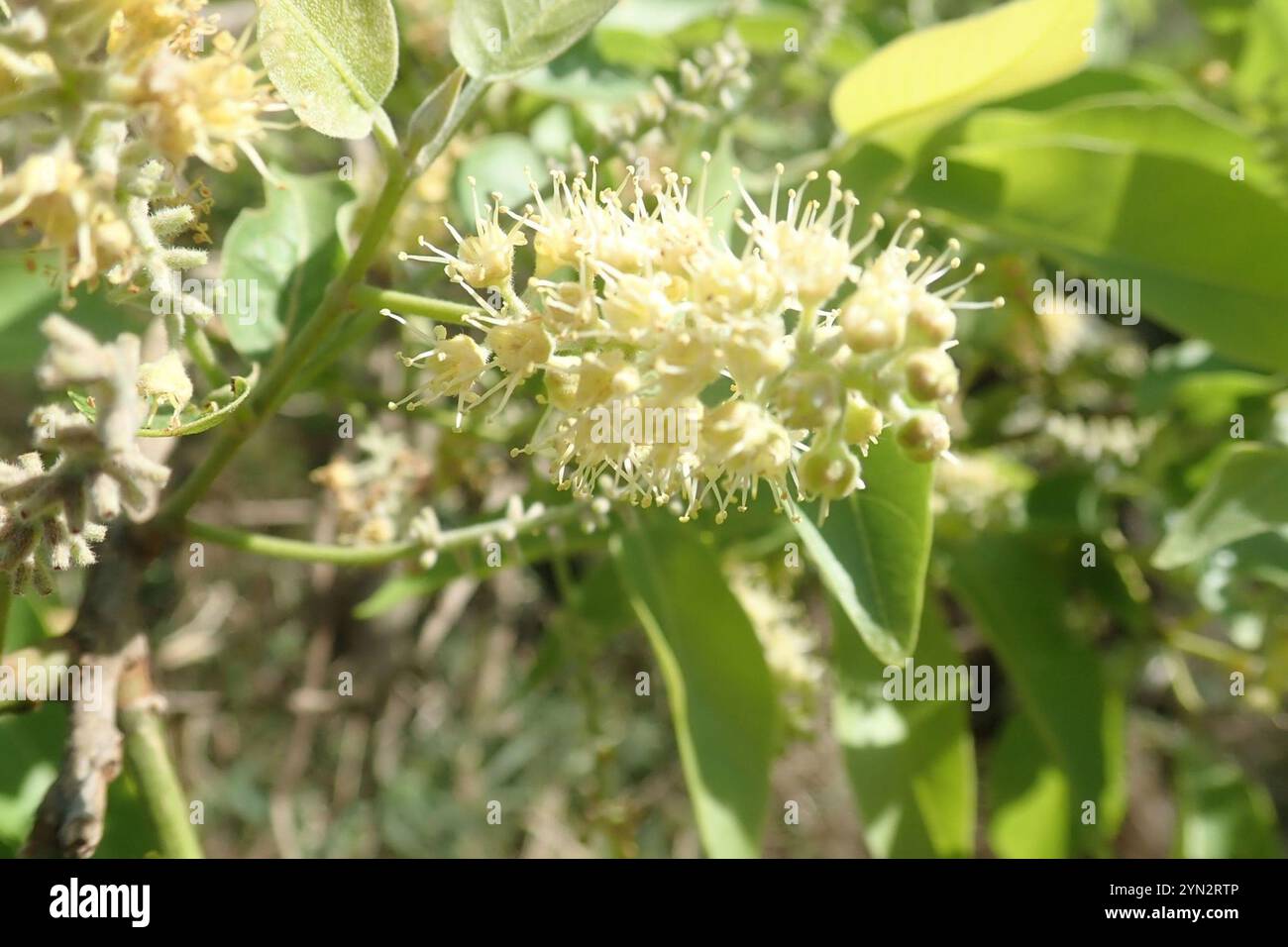 Combretum molle hi-res stock photography and images - Alamy