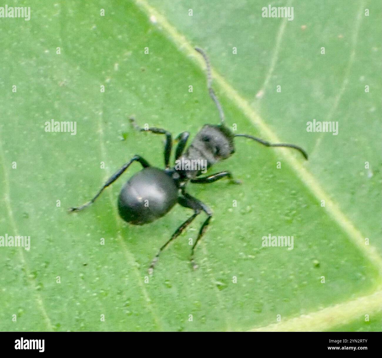 Militaris-group Spiny Sugar Ants (Polyrhachis militaris Stock Photo - Alamy