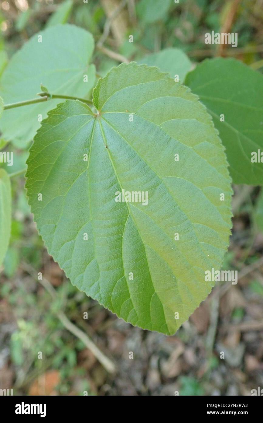 Round-Leaved Wild-Mulberry (Trimeria grandifolia grandifolia Stock ...