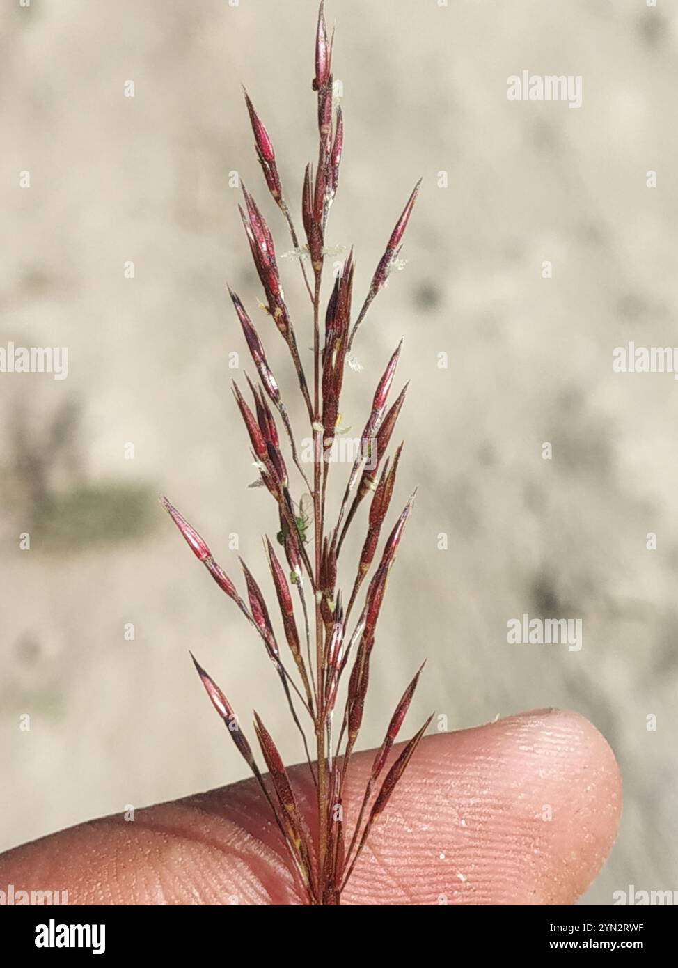 Chrysopogon aciculatus hi-res stock photography and images - Alamy