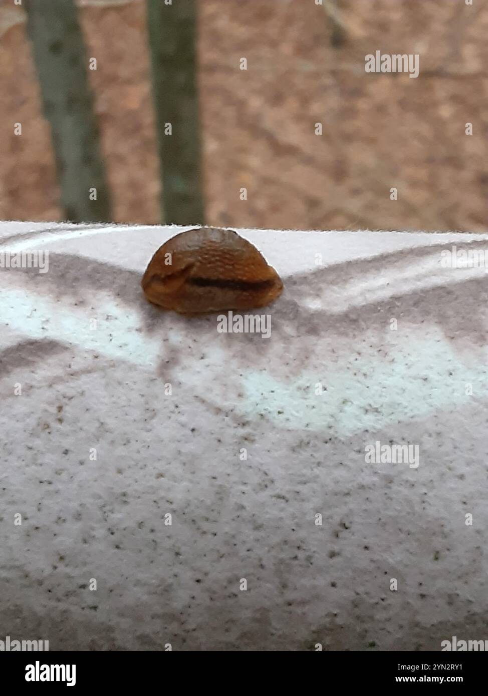Western Dusky Slug (Arion subfuscus Stock Photo - Alamy