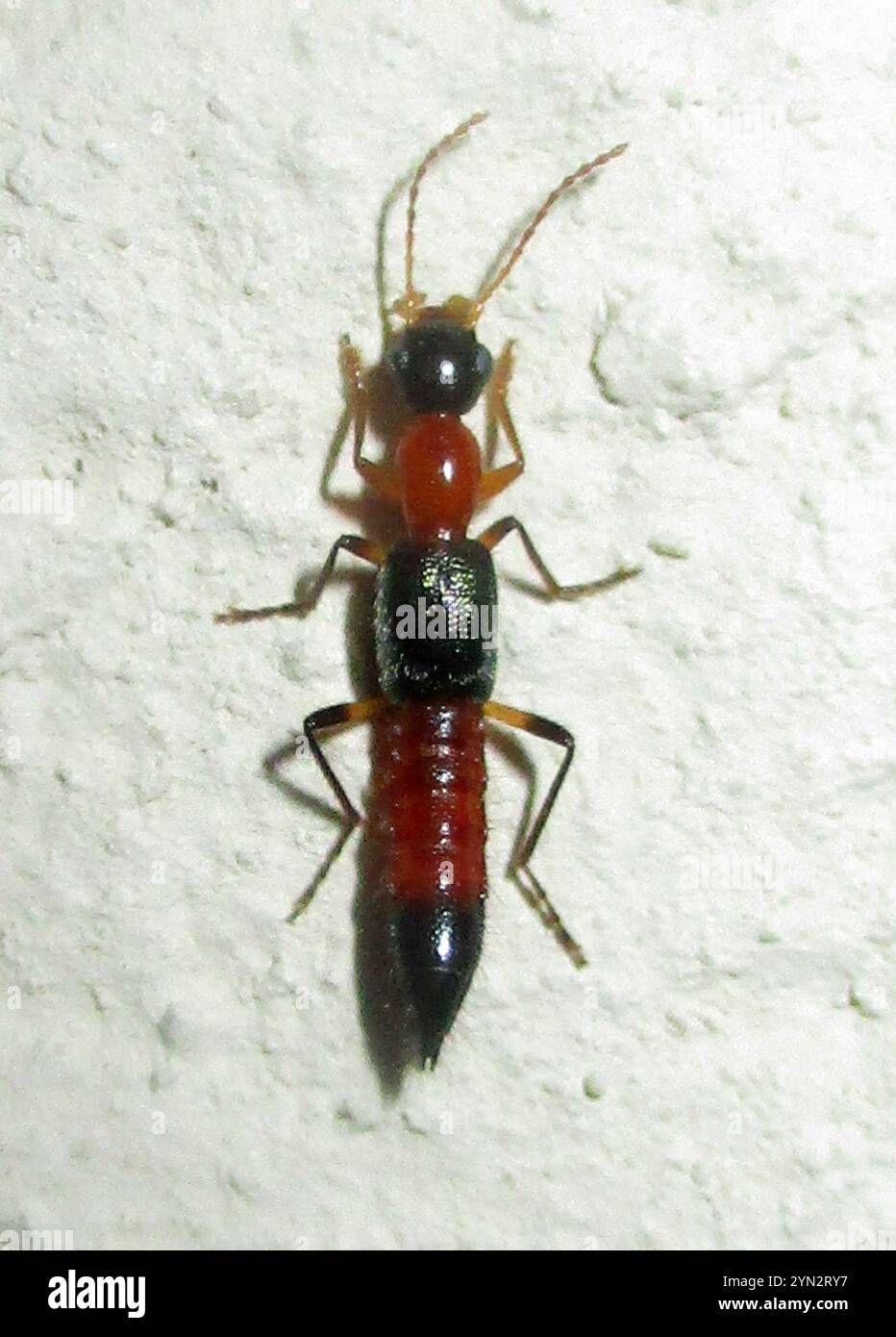 Whiplash Beetles (Paederus Stock Photo - Alamy