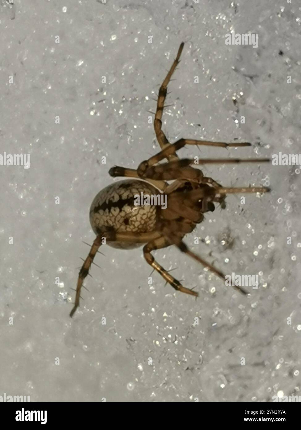 Horse-Head Spider (Stemonyphantes lineatus Stock Photo - Alamy