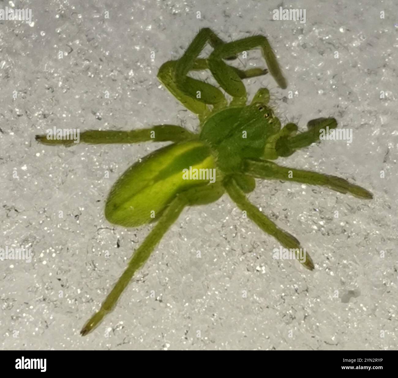 Green Huntsman Spider (Micrommata virescens Stock Photo - Alamy