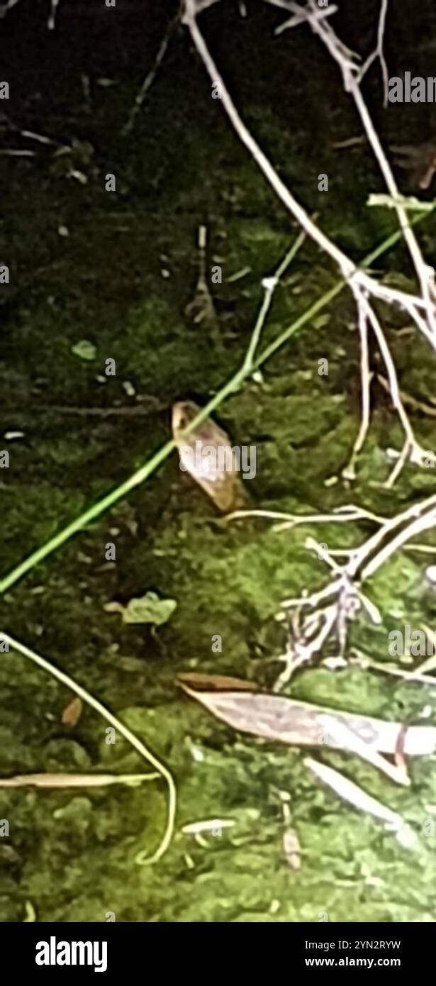 Mairii hi-res stock photography and images - Alamy