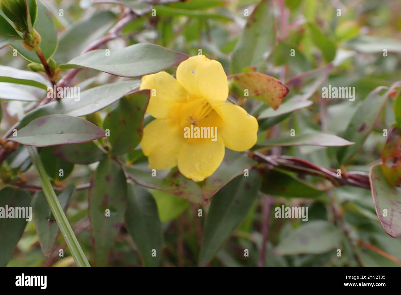 Swamp Jessamine (Gelsemium rankinii Stock Photo - Alamy