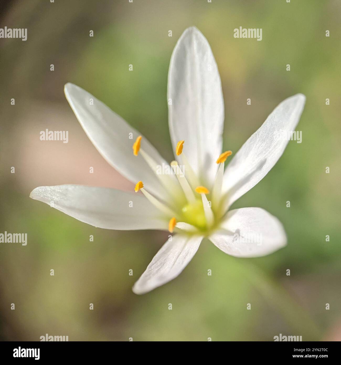 Crowpoison hi-res stock photography and images - Alamy