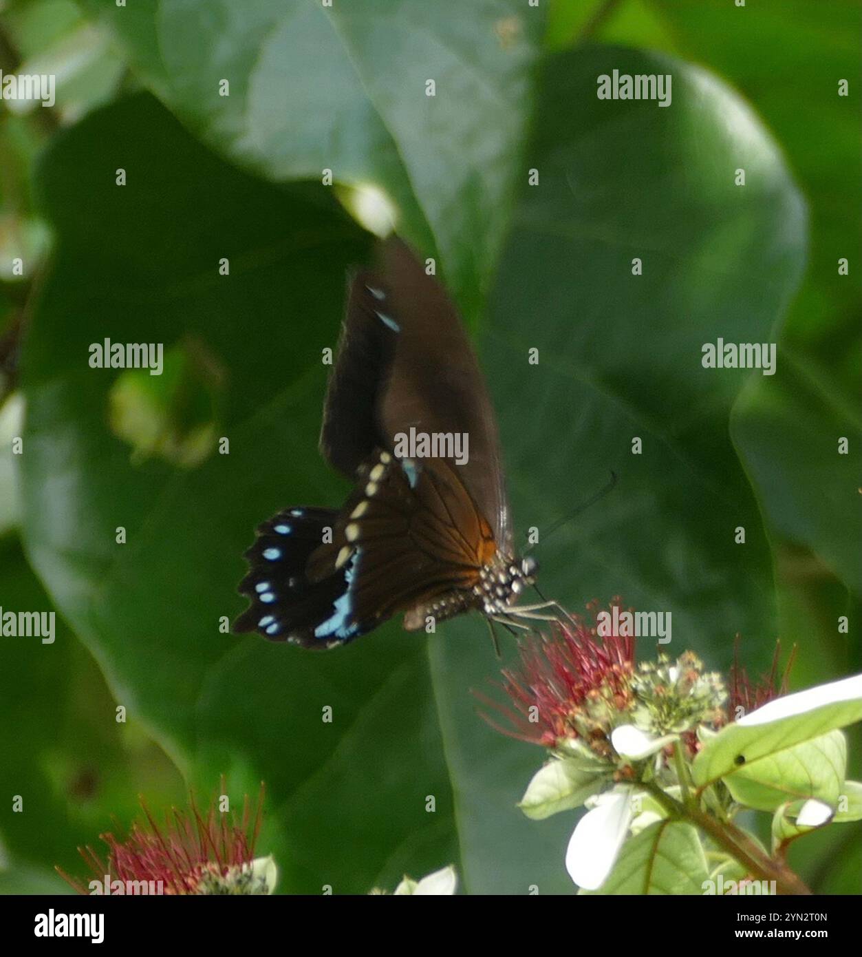 Narrow Green-banded Swallowtail (Papilio nireus Stock Photo - Alamy