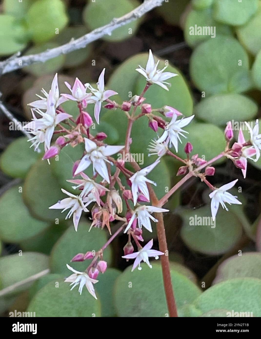 Fairy crassula crassula multicava hi-res stock photography and images ...