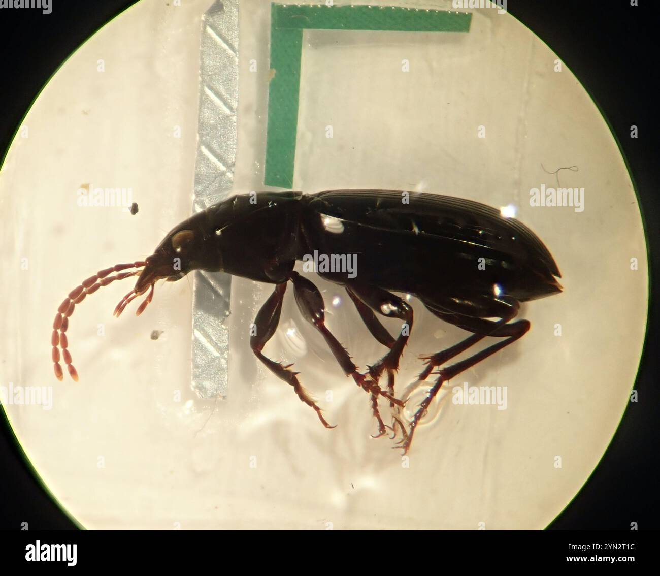 Sad ground beetle (Rhytisternus miser Stock Photo - Alamy