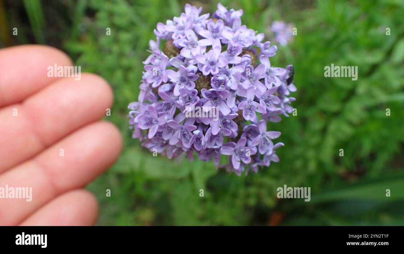 Langeberg Puffbush (Pseudoselago langebergensis Stock Photo - Alamy