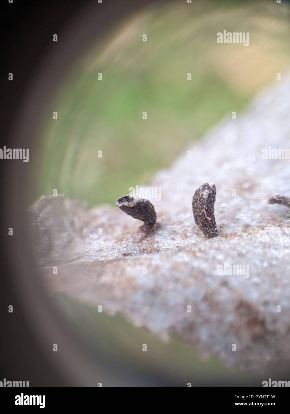 Elm Finger Gall Mite (Aceria parulmi Stock Photo - Alamy