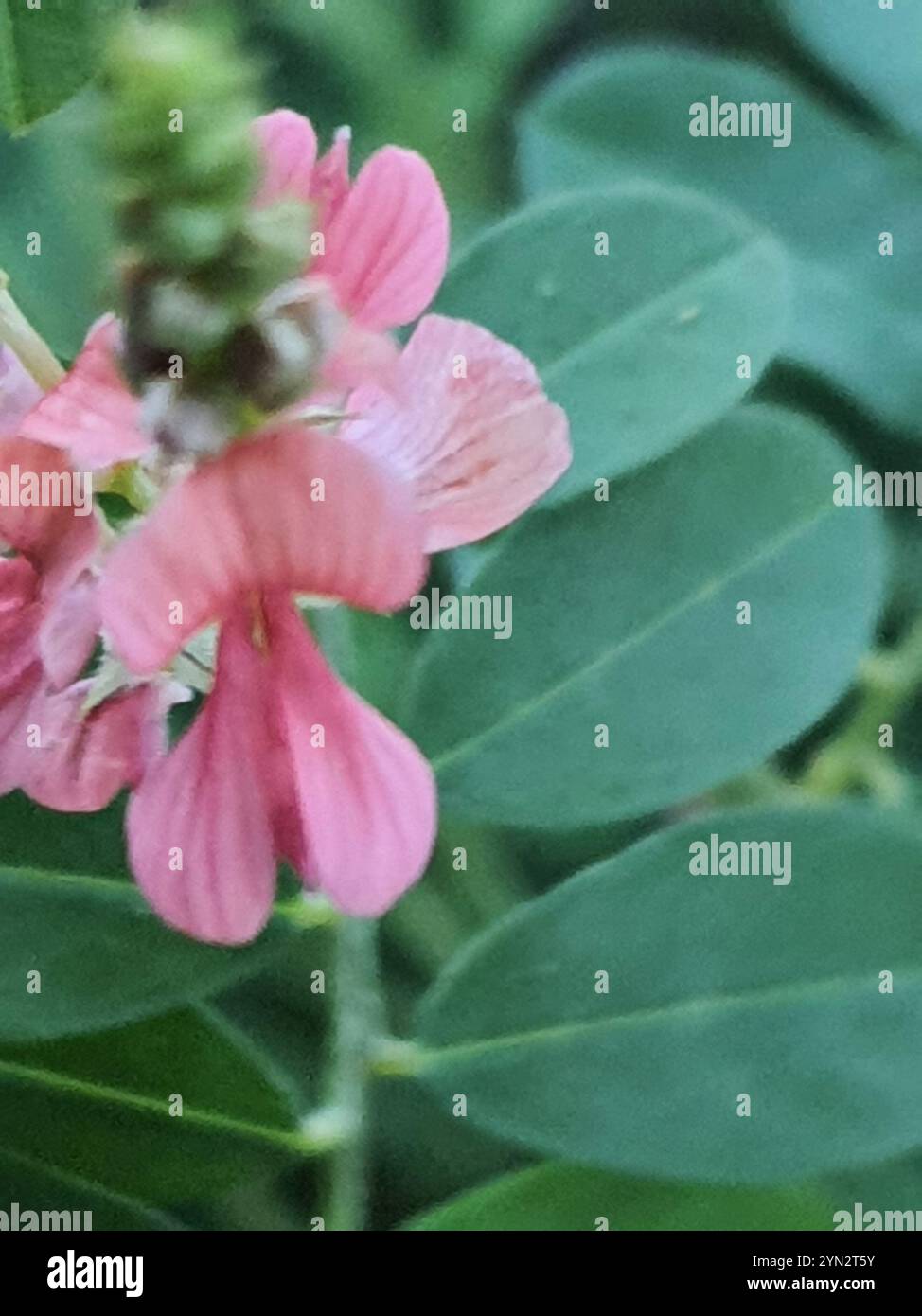 Creeping Indigo (Indigofera spicata Stock Photo - Alamy