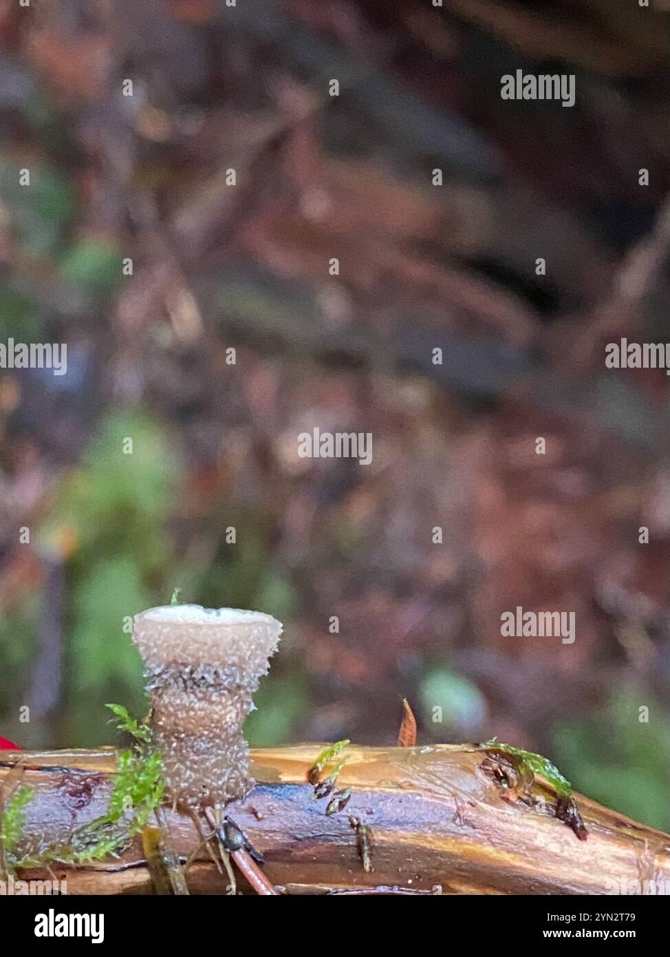 Nidula candida hi-res stock photography and images - Alamy