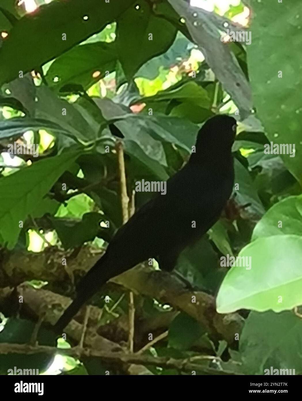 Red-rumped Cacique (Cacicus haemorrhous Stock Photo - Alamy