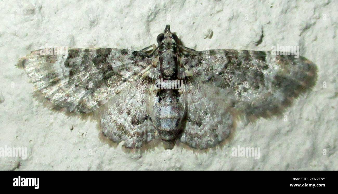 Lobed shell hi-res stock photography and images - Alamy