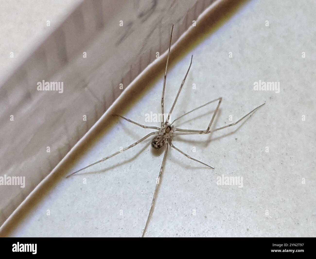 Short-bodied Cellar Spider (Physocyclus globosus Stock Photo - Alamy