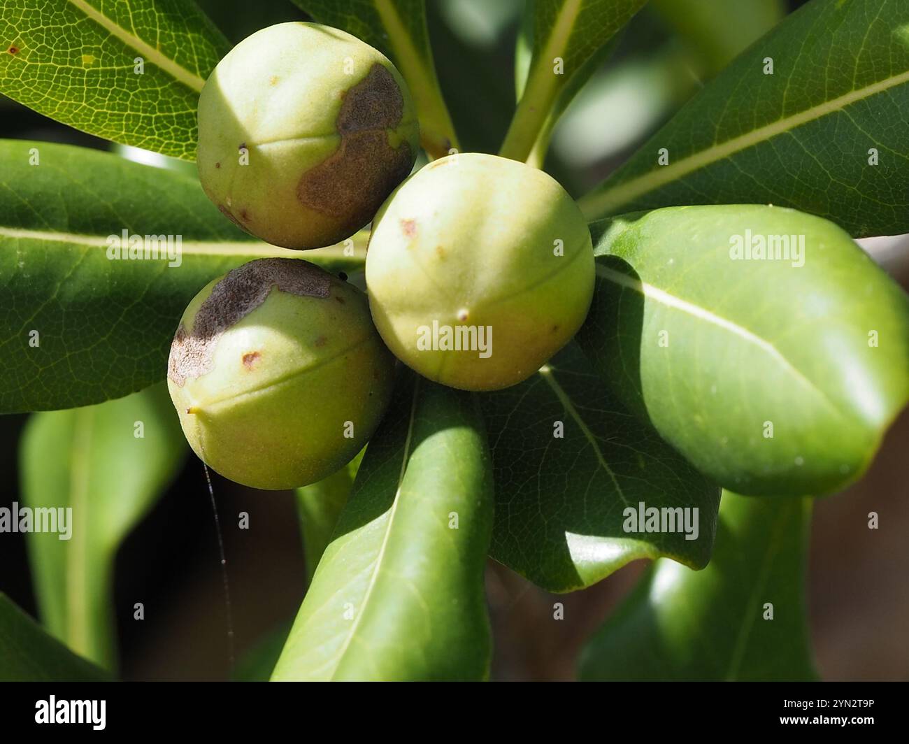 Japanese cheesewood (Pittosporum tobira Stock Photo - Alamy
