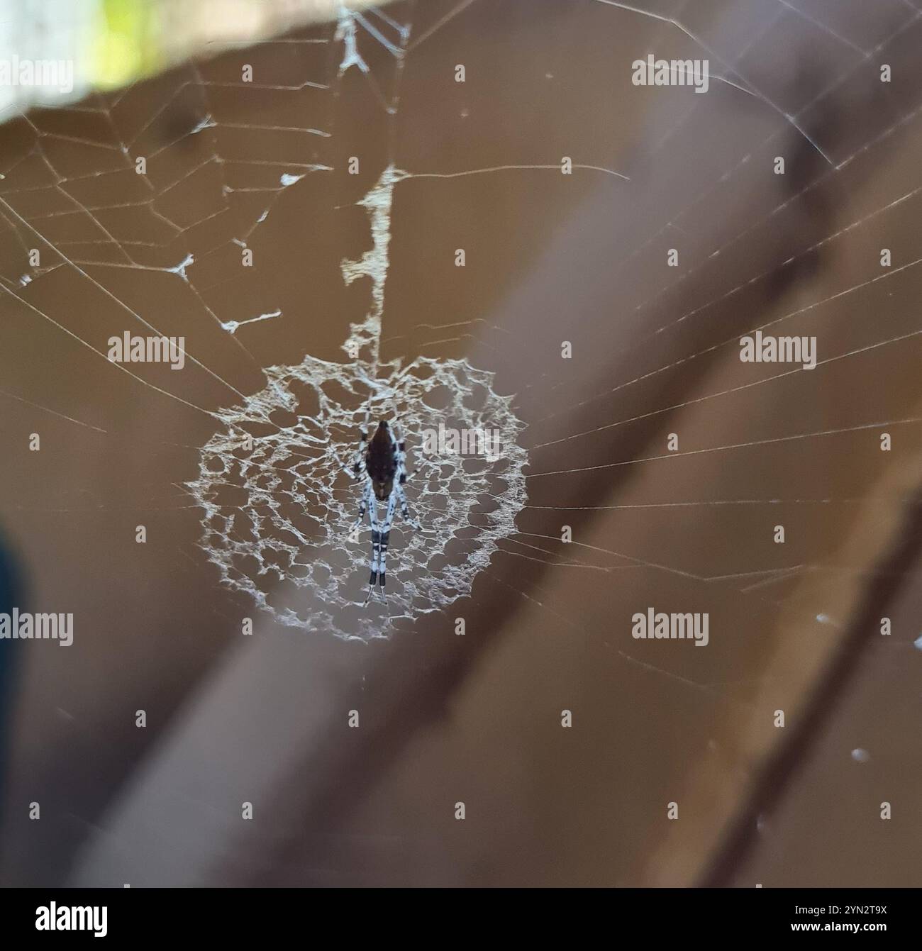 Ninja-star Ceiling Spider (Zosis geniculata Stock Photo - Alamy