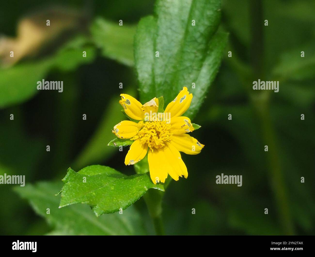 trailing daisy (Sphagneticola trilobata Stock Photo - Alamy