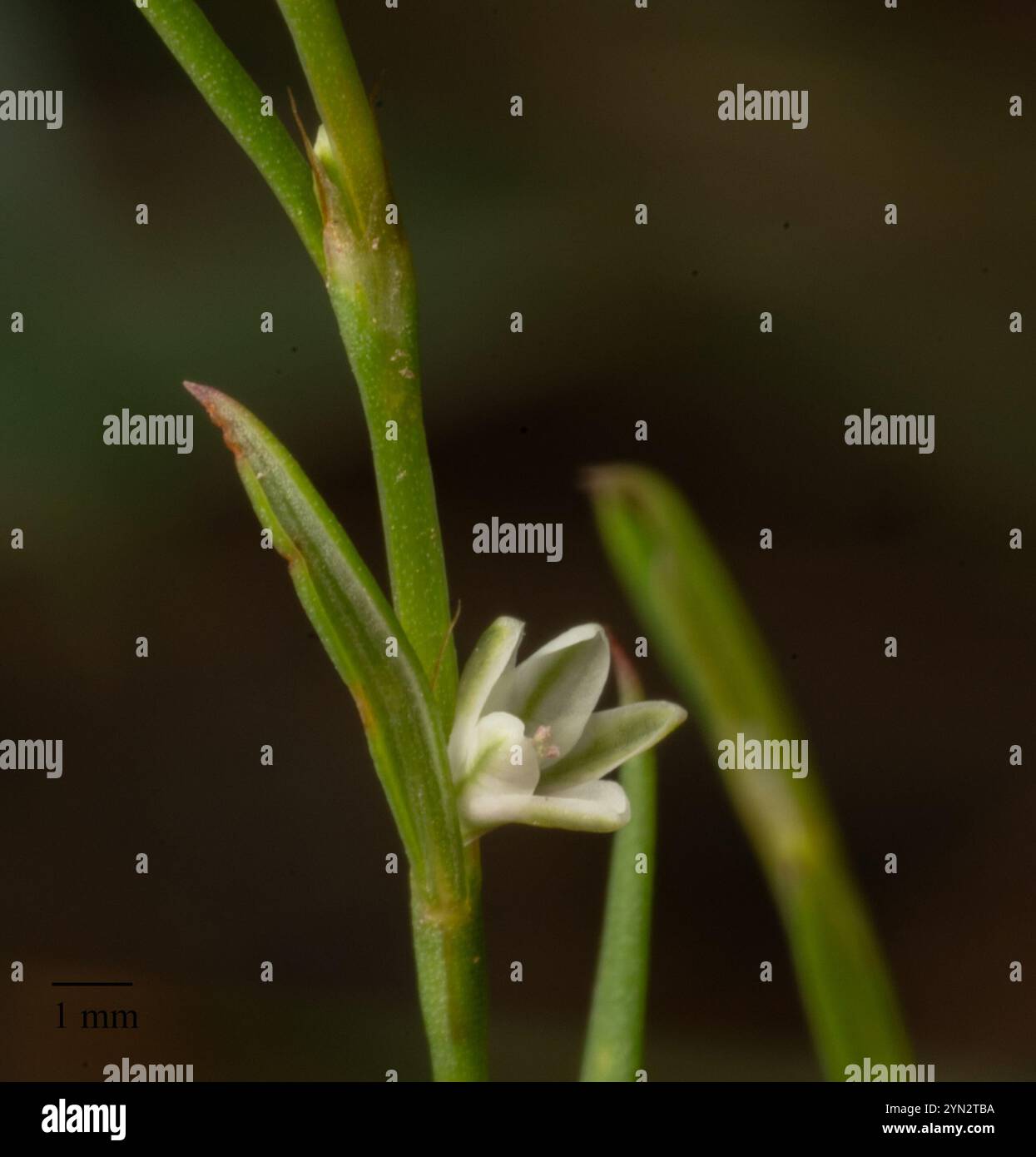 Family polygonaceae hi-res stock photography and images - Alamy