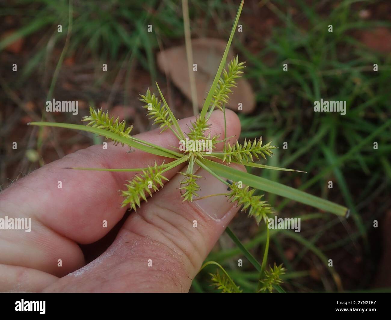 Pacific island flatsedge (Cyperus cyperoides Stock Photo - Alamy
