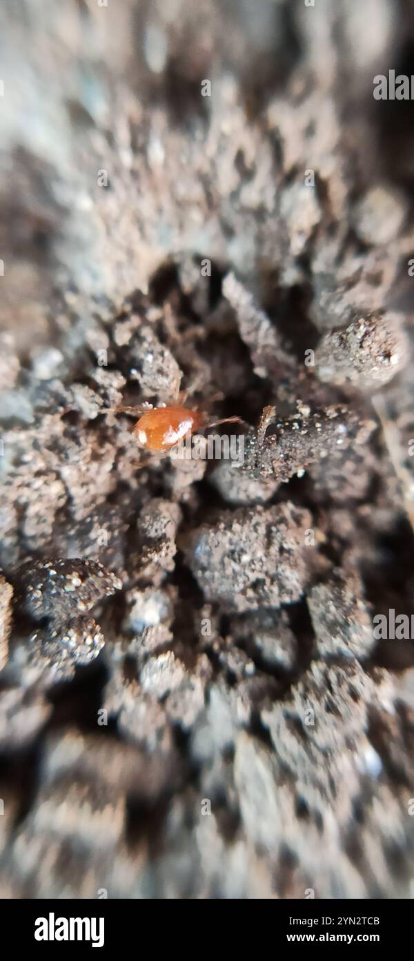 Trombidiform hi-res stock photography and images - Alamy