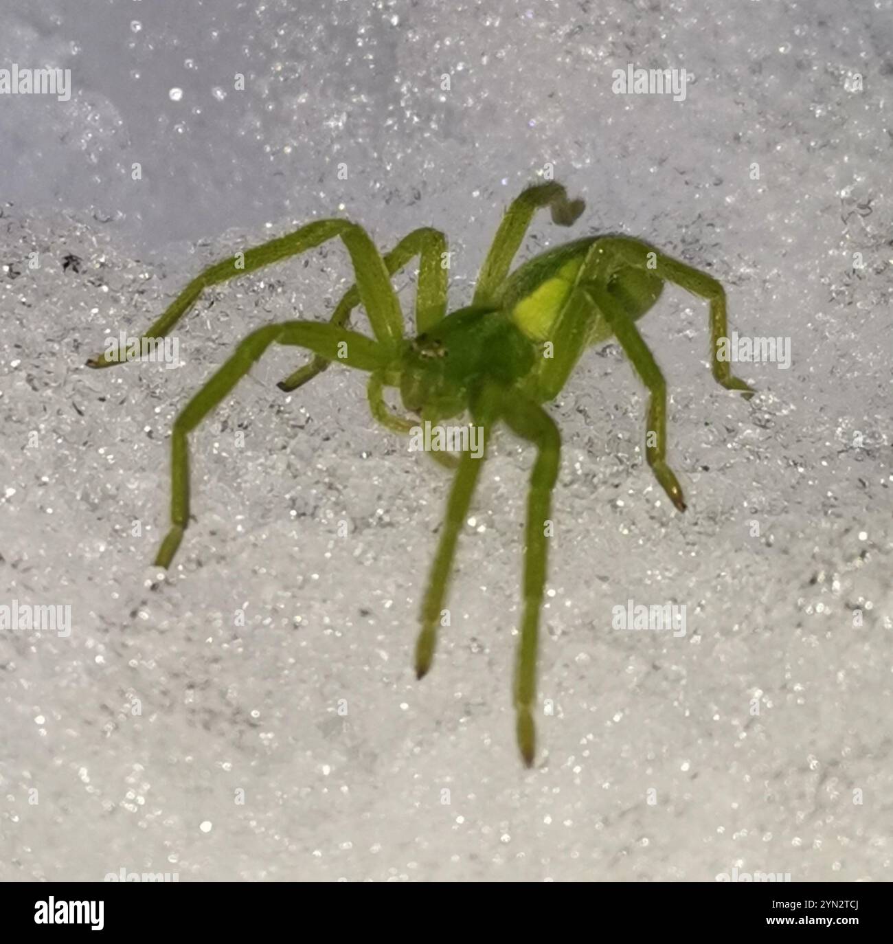Green Huntsman Spider (Micrommata virescens Stock Photo - Alamy