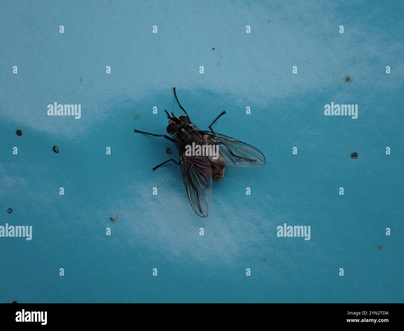 Stable Fly (Stomoxys calcitrans Stock Photo - Alamy