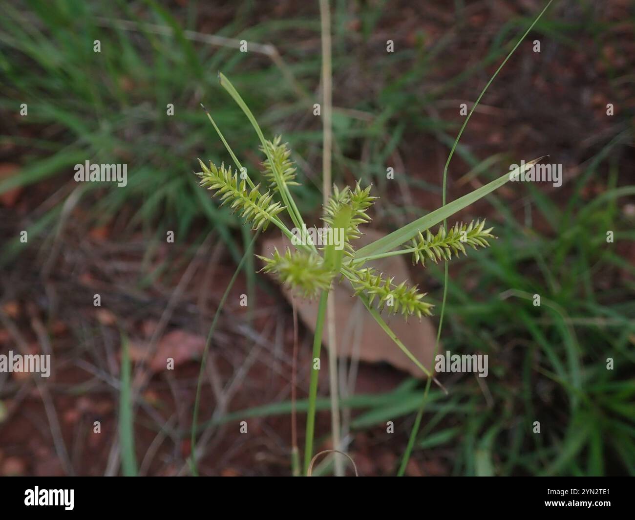 Pacific island flatsedge (Cyperus cyperoides Stock Photo - Alamy