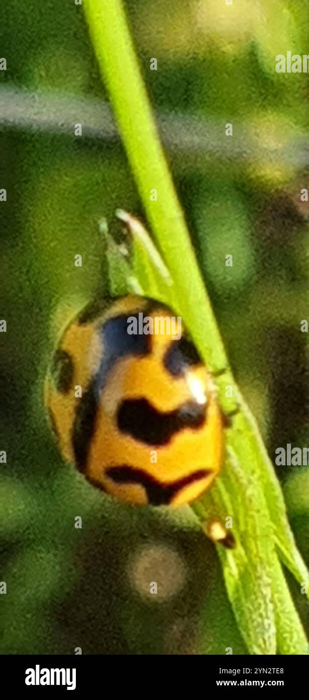 Small Transverse Ladybird Beetle (Coccinella transversalis Stock Photo ...