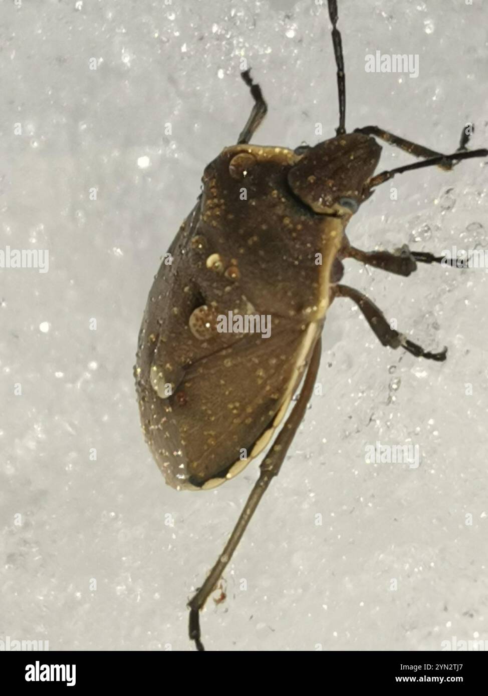 Chlorochroa pinicola hi-res stock photography and images - Alamy