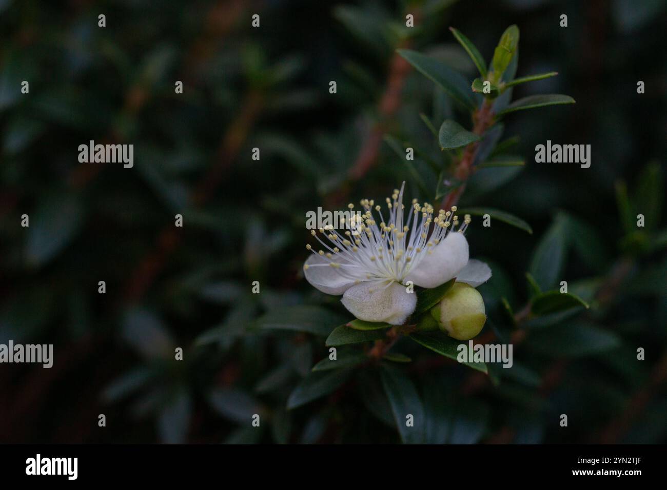 Branches with flowers of Myrtle (Myrtus communis) close up Stock Photo ...