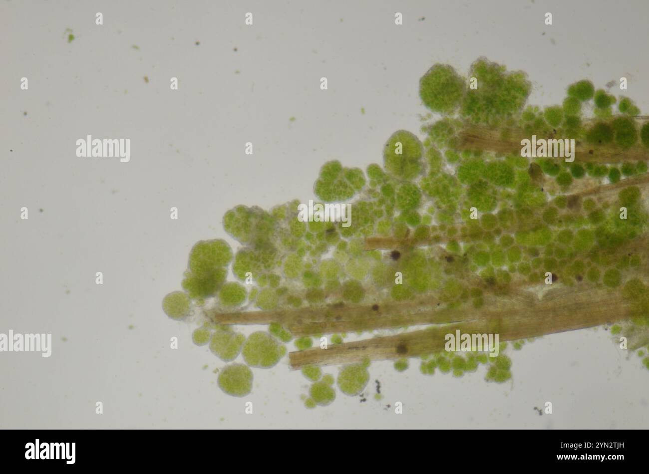 green algae (Chlorophyta Stock Photo - Alamy