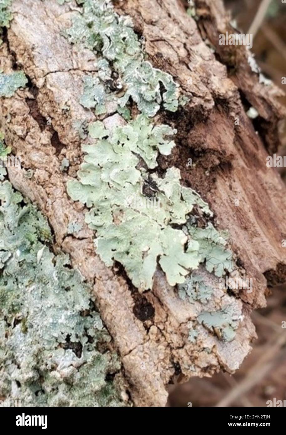 common greenshield lichen (Flavoparmelia caperata Stock Photo - Alamy