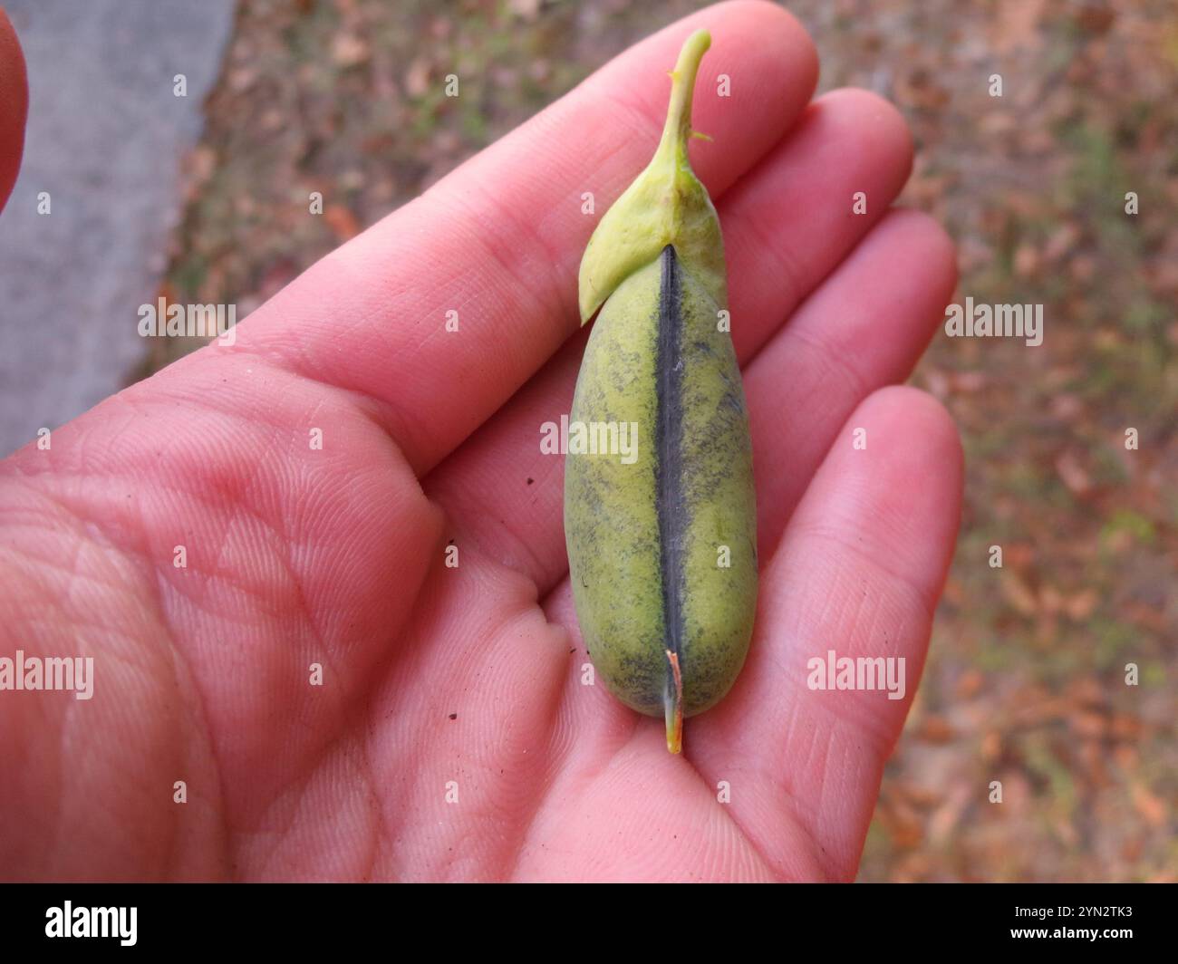Showy Rattlebox (Crotalaria spectabilis Stock Photo - Alamy