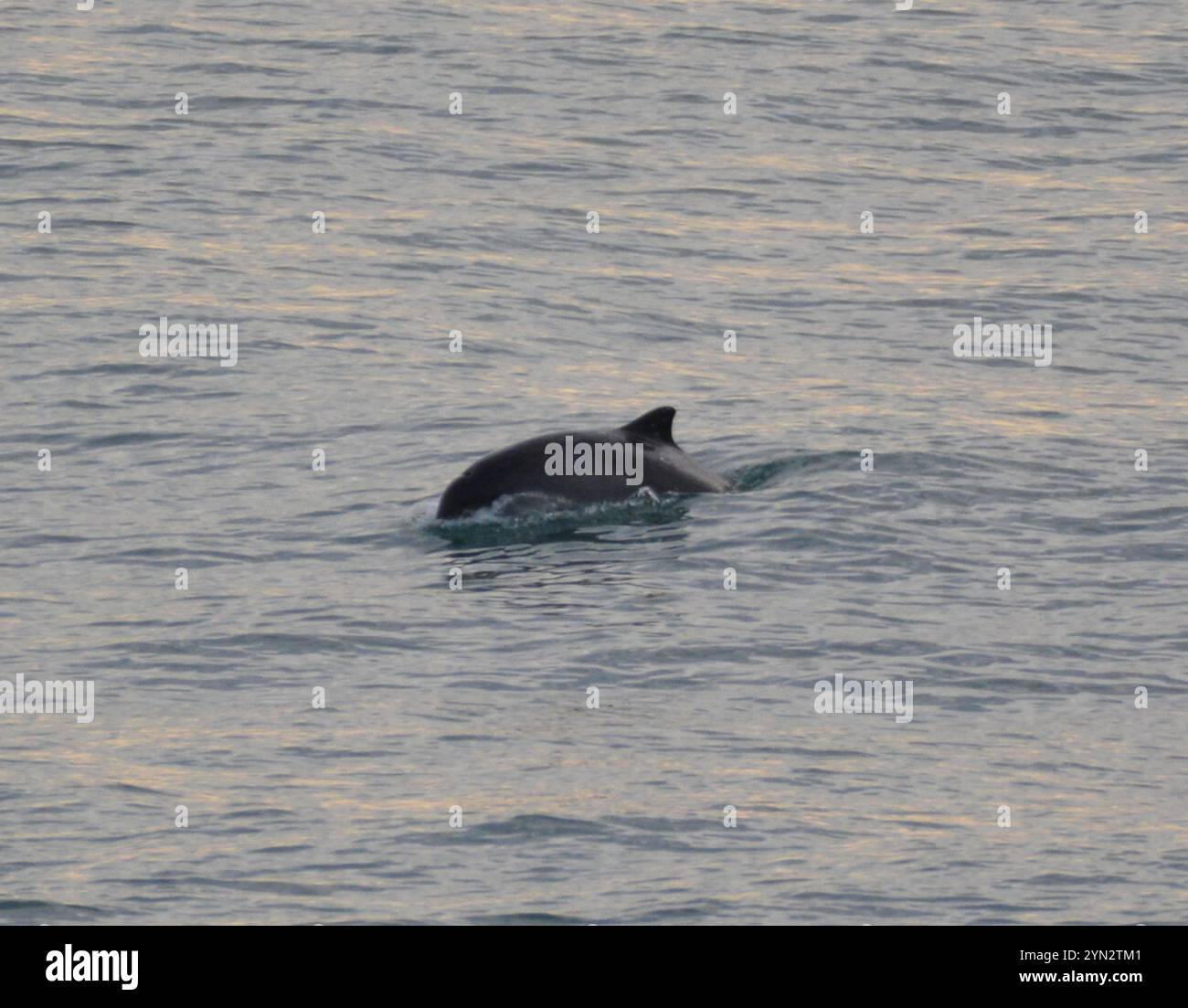 Atlantic Harbour Porpoise (Phocoena phocoena phocoena Stock Photo - Alamy