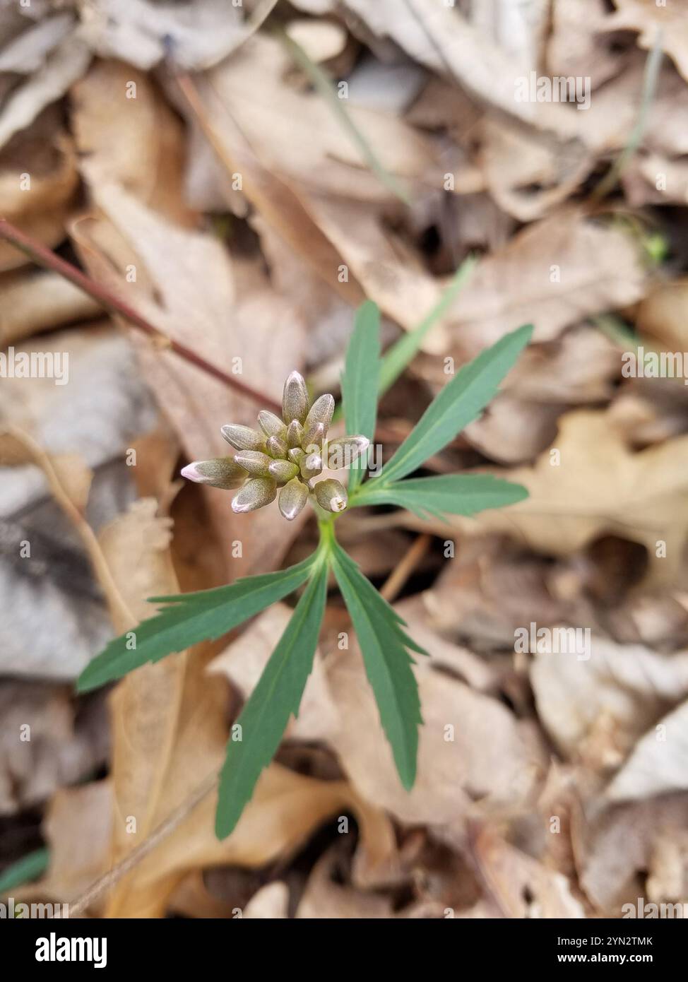 cut-leaved toothwort (Cardamine concatenata Stock Photo - Alamy