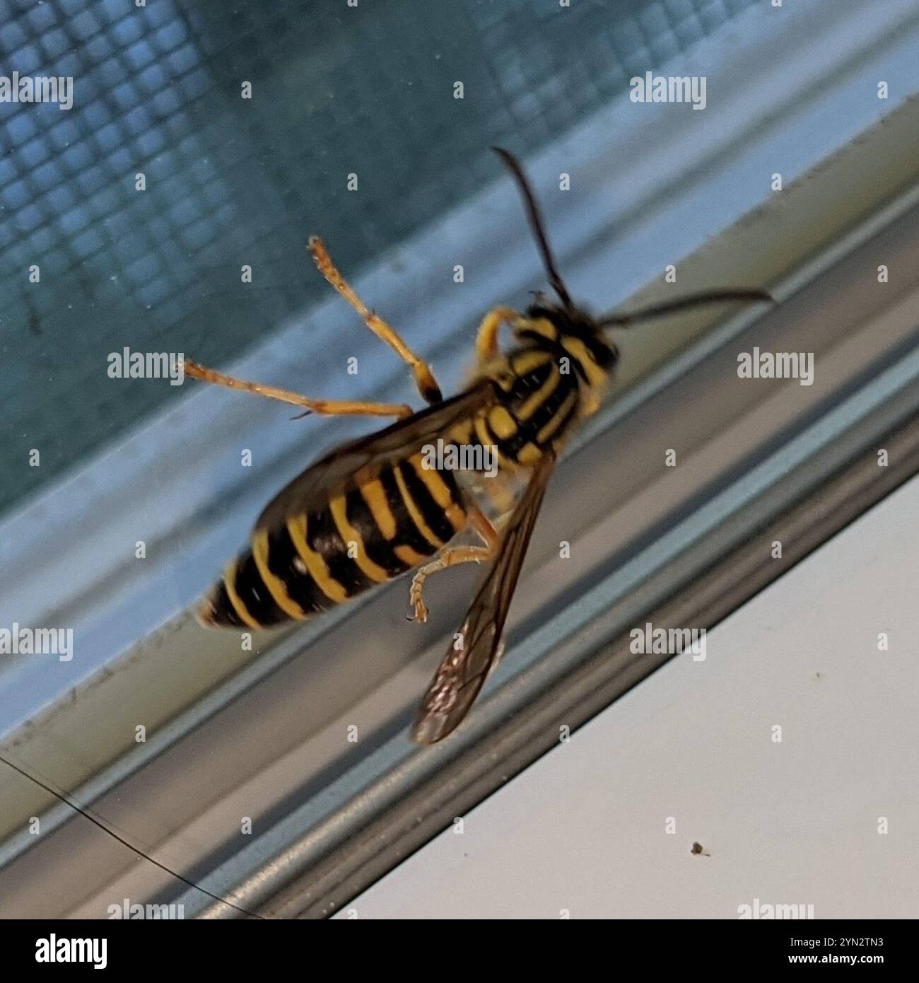 Southern Yellowjacket (Vespula squamosa Stock Photo - Alamy