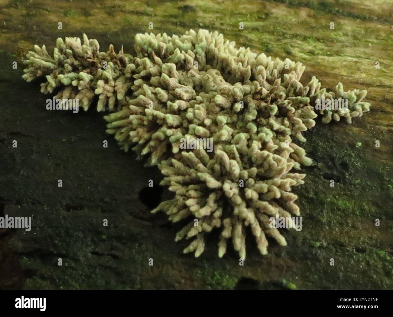 Ascomycete Fungi (Ascomycota Stock Photo - Alamy