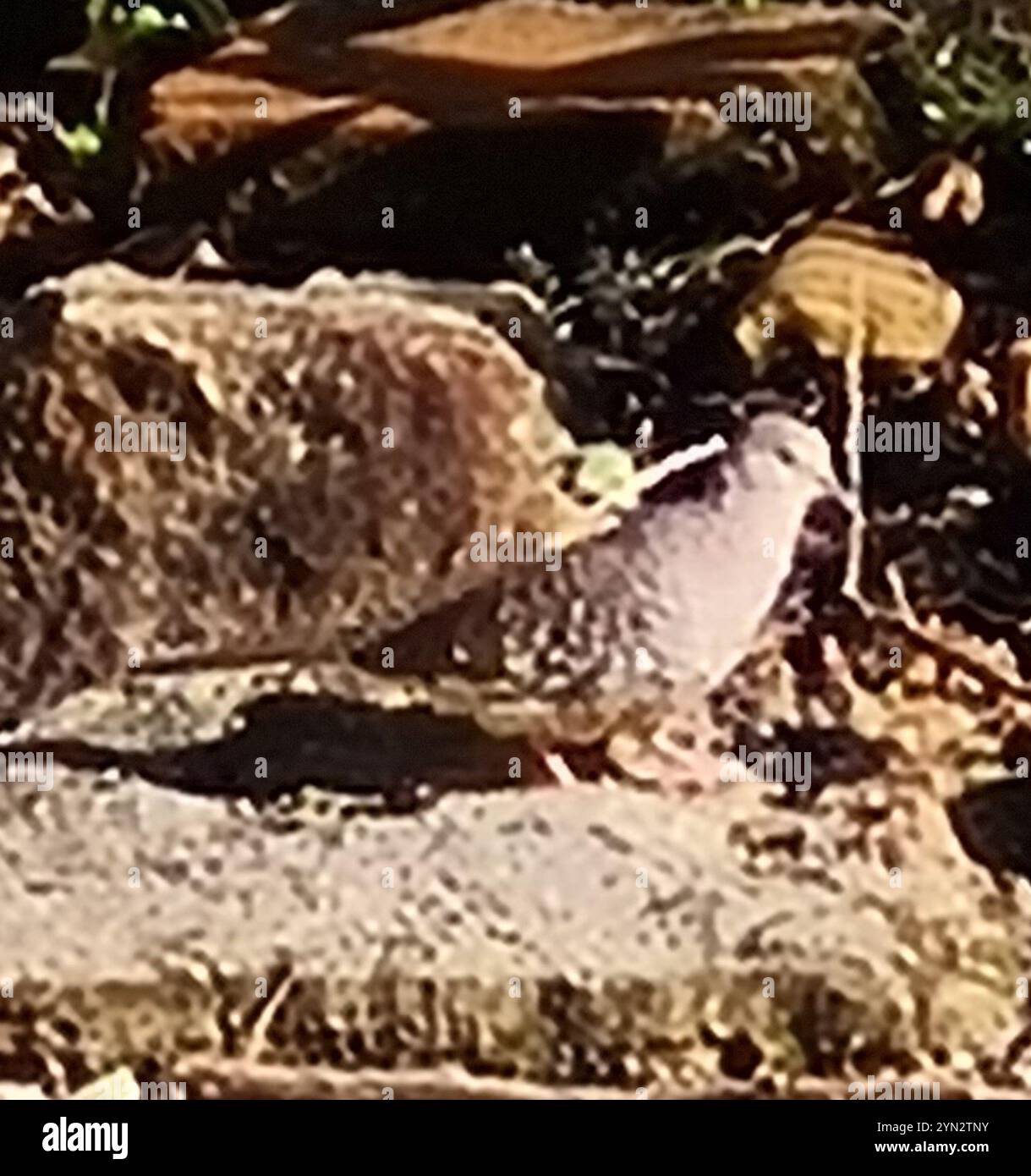 Scaled Dove (Columbina squammata Stock Photo - Alamy