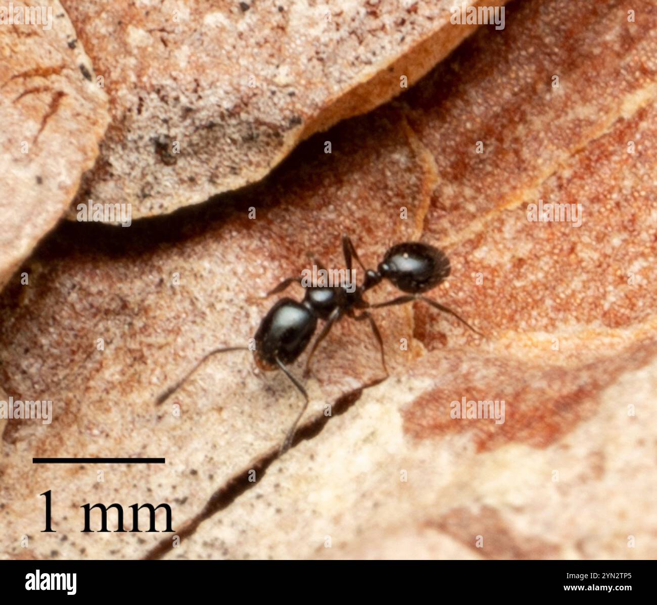 Monomorium hi-res stock photography and images - Alamy