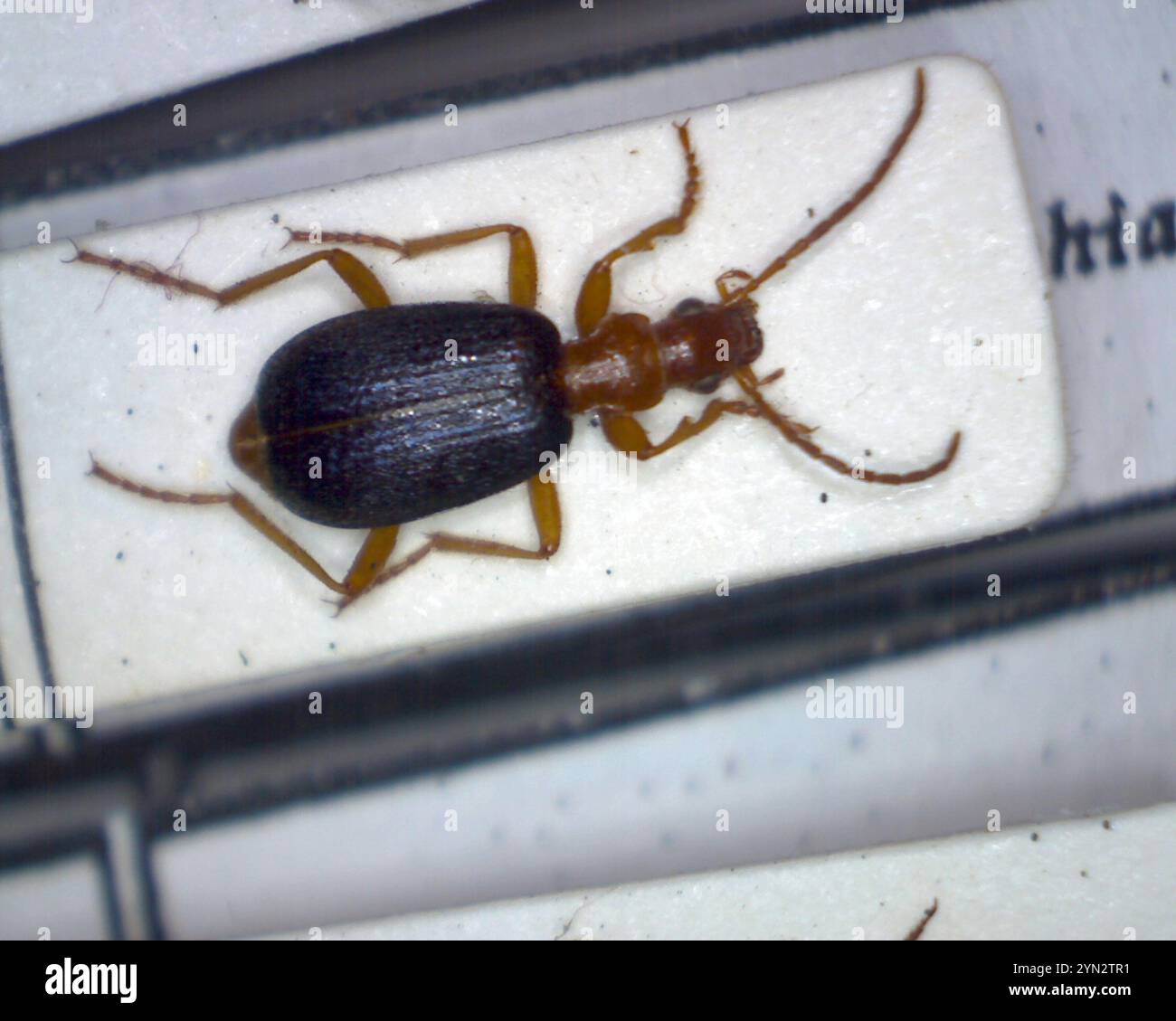 Brachinus hi-res stock photography and images - Alamy