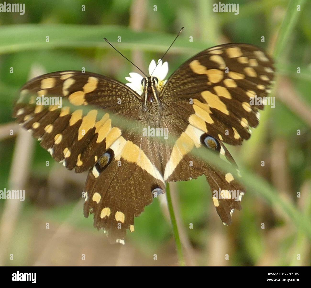 Citrus Swallowtail (Papilio demodocus demodocus Stock Photo - Alamy