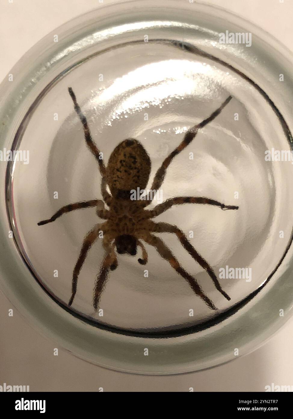 Mediterranean Spiny False Wolf Spider (Zoropsis spinimana Stock Photo ...