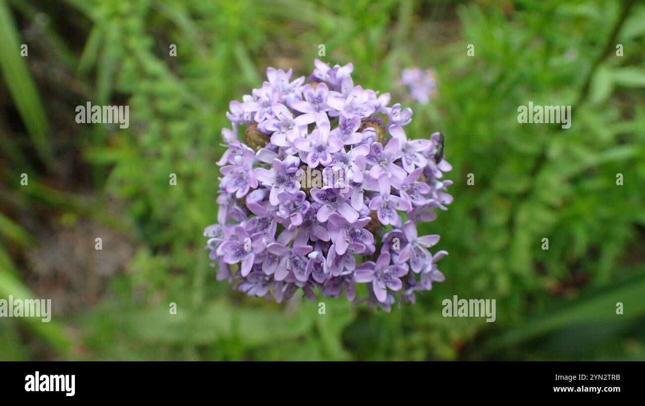 Langeberg Puffbush (Pseudoselago langebergensis Stock Photo - Alamy