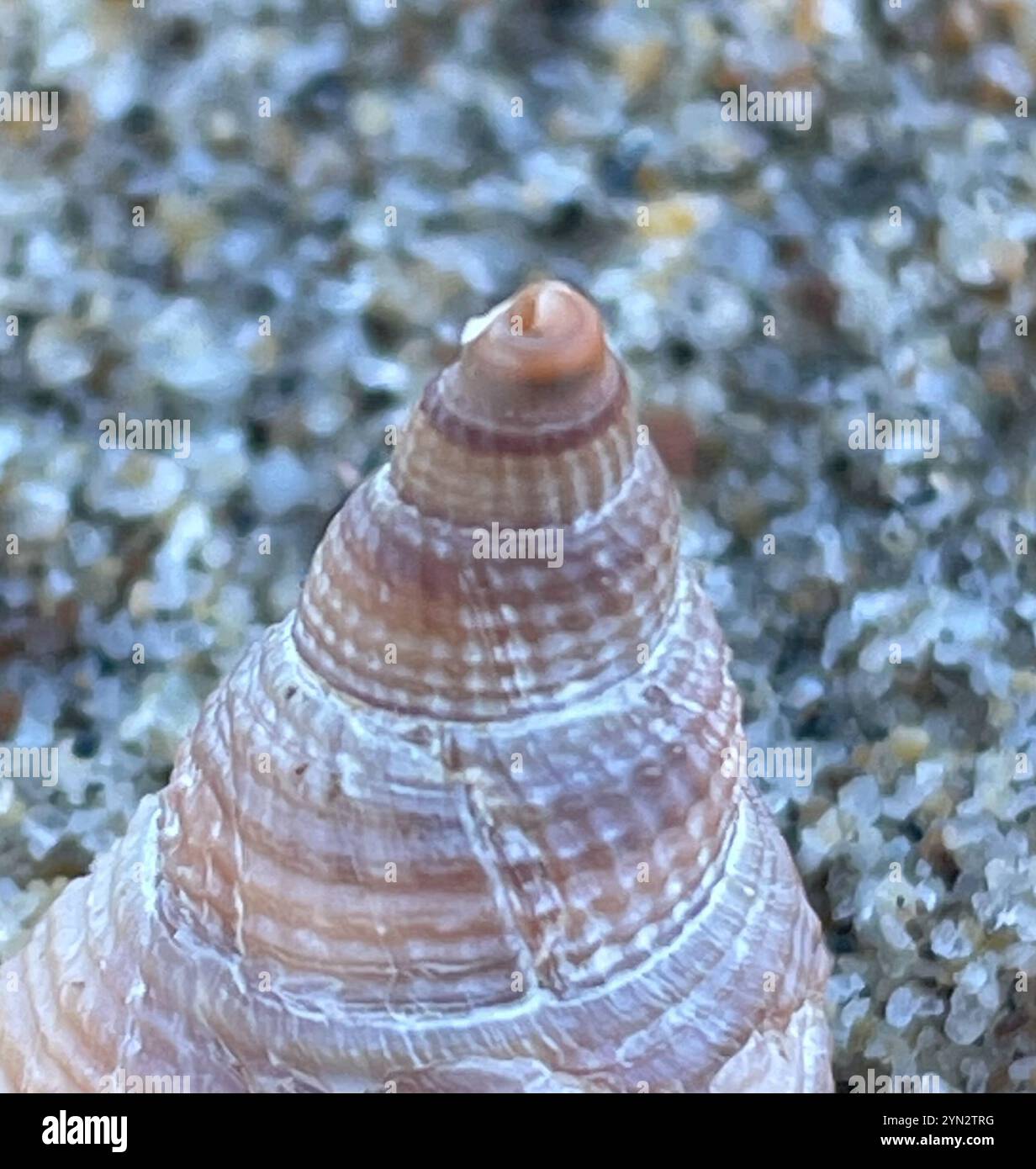 Channeled Basket Snail (Caesia fossata Stock Photo - Alamy