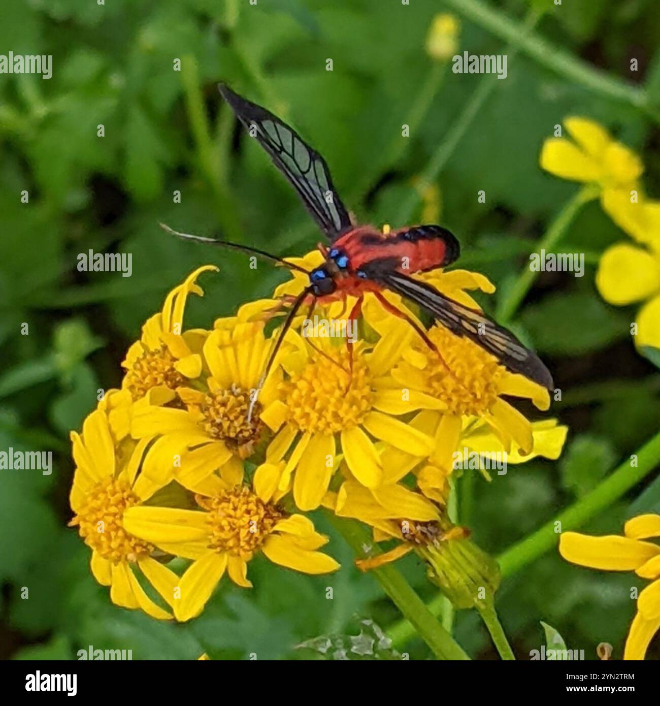 Scarlet-bodied Wasp Moth (Cosmosoma myrodora Stock Photo - Alamy