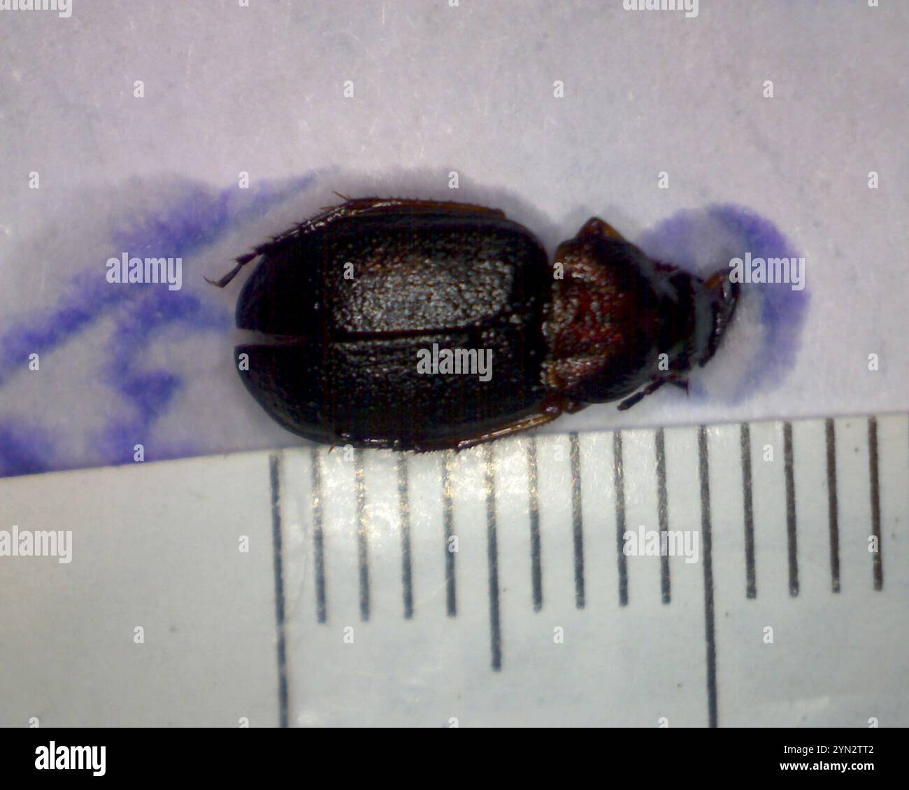 Chlaenius nigricornis hi-res stock photography and images - Alamy